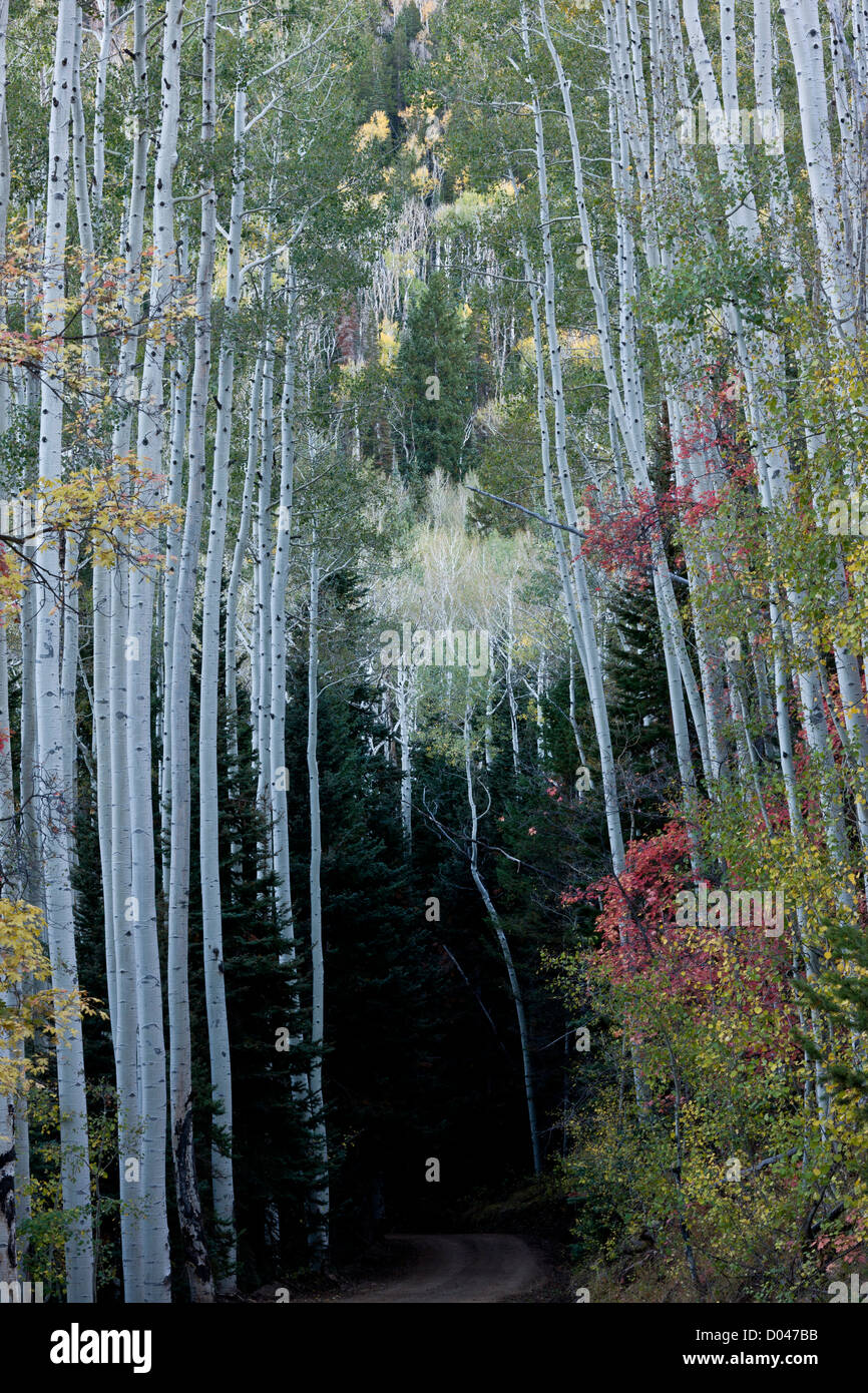 Quaking Aspens, Populus tremuloides, with autumn colour of Canyon Maple ...