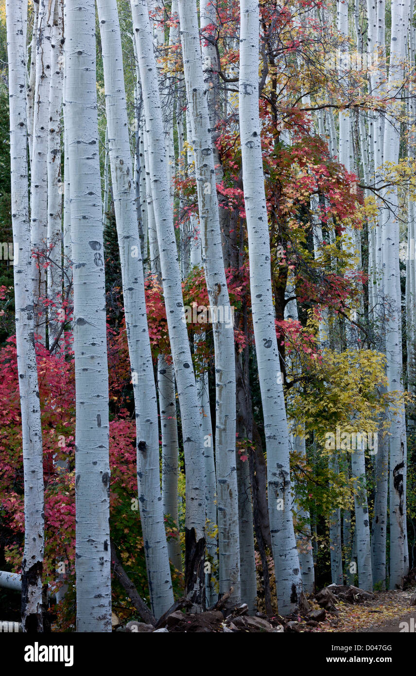 Quaking Aspens, Populus tremuloides, with autumn colour of Canyon Maple ...