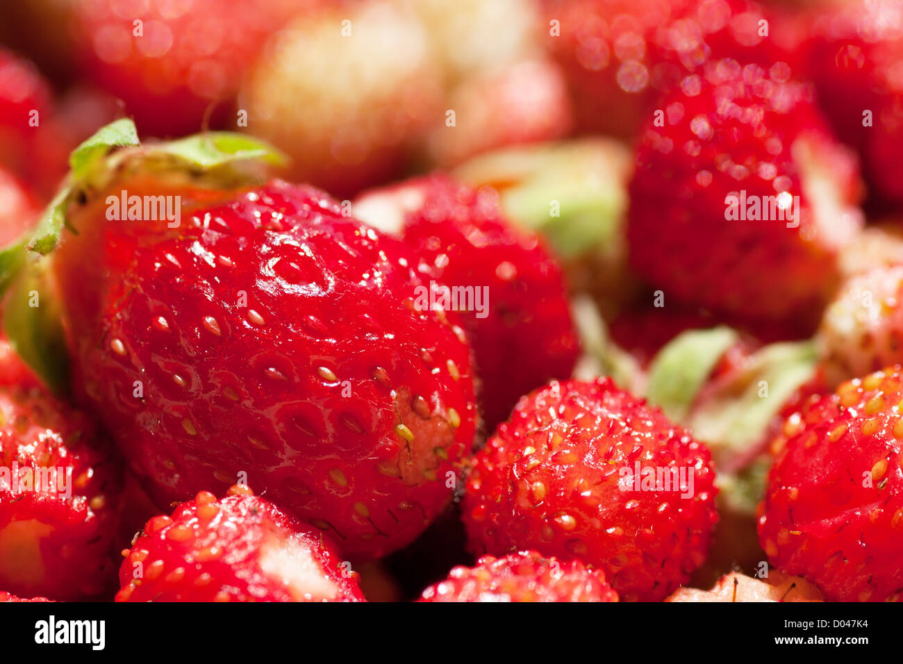 Group of bright red shiny strawberries hi-res stock photography and ...