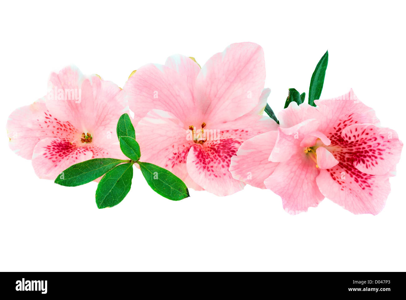 Macro of bright pink azalea blooms isolated on a white background ...