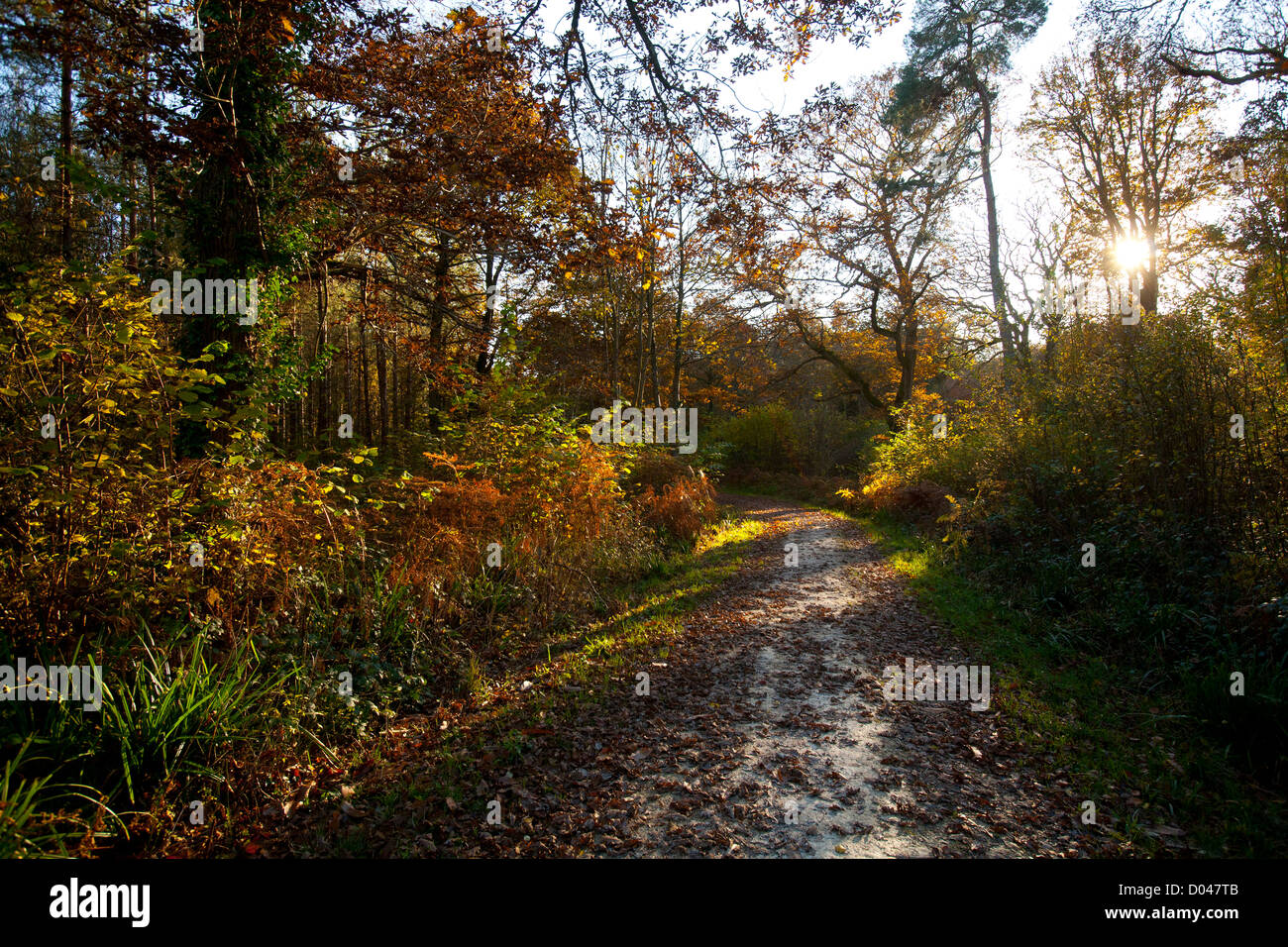Woodland, mixed, English, Parkhurst Forest, Newport, Isle of Wight ...