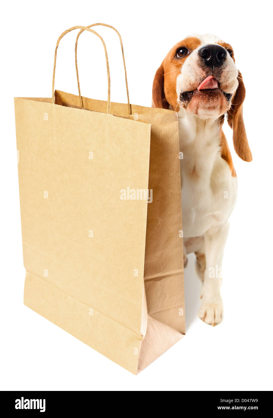 cute dog with paper bag on a white background Stock Photo - Alamy