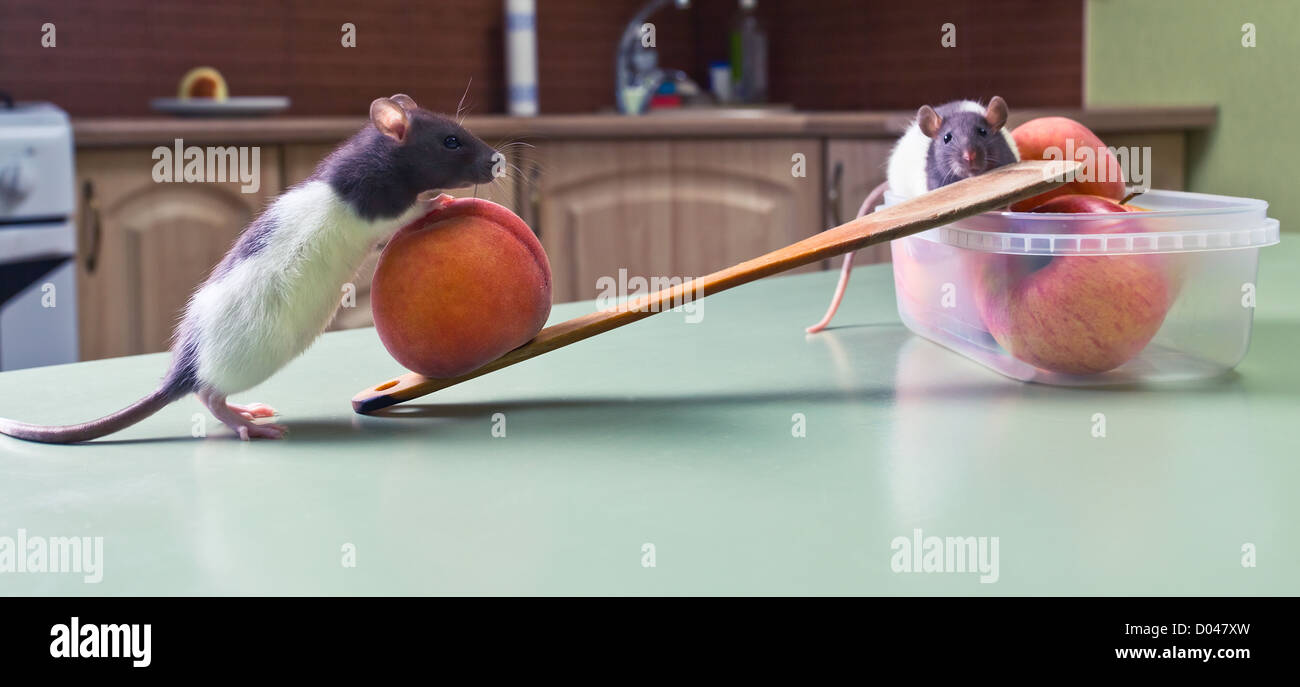 Kitchen pilferers. Now we know who steals meal! Stock Photo - Alamy