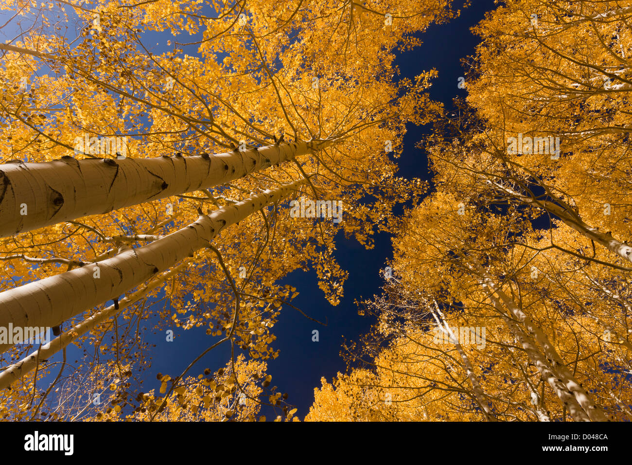 Looking up into a group of Quaking Aspens, Populus tremuloides, with ...