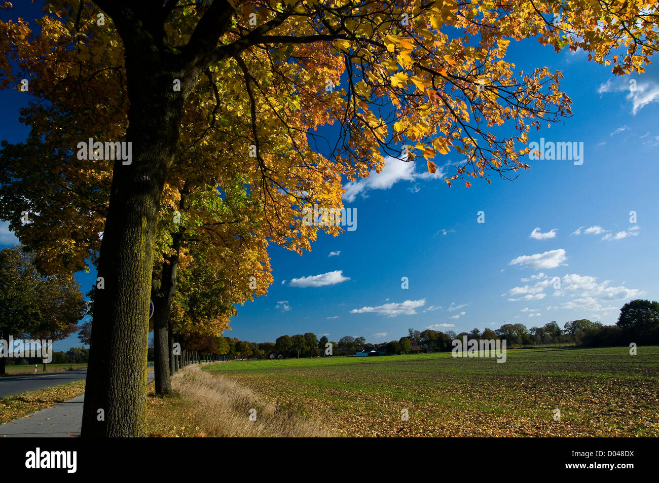 colorful autumn avenue in the sunshine Stock Photo - Alamy