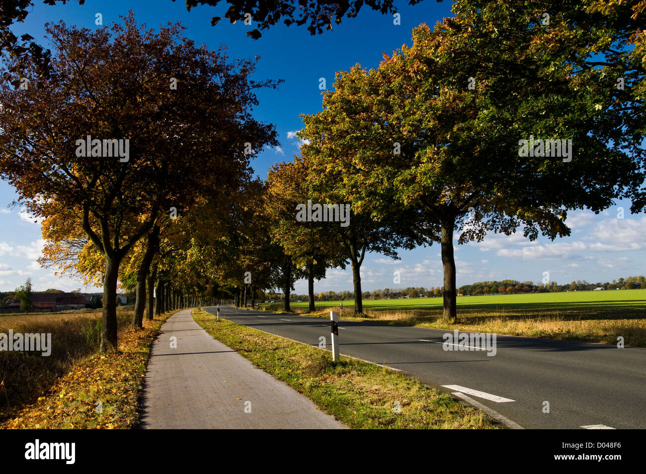 colorful autumn avenue in the sunshine Stock Photo - Alamy