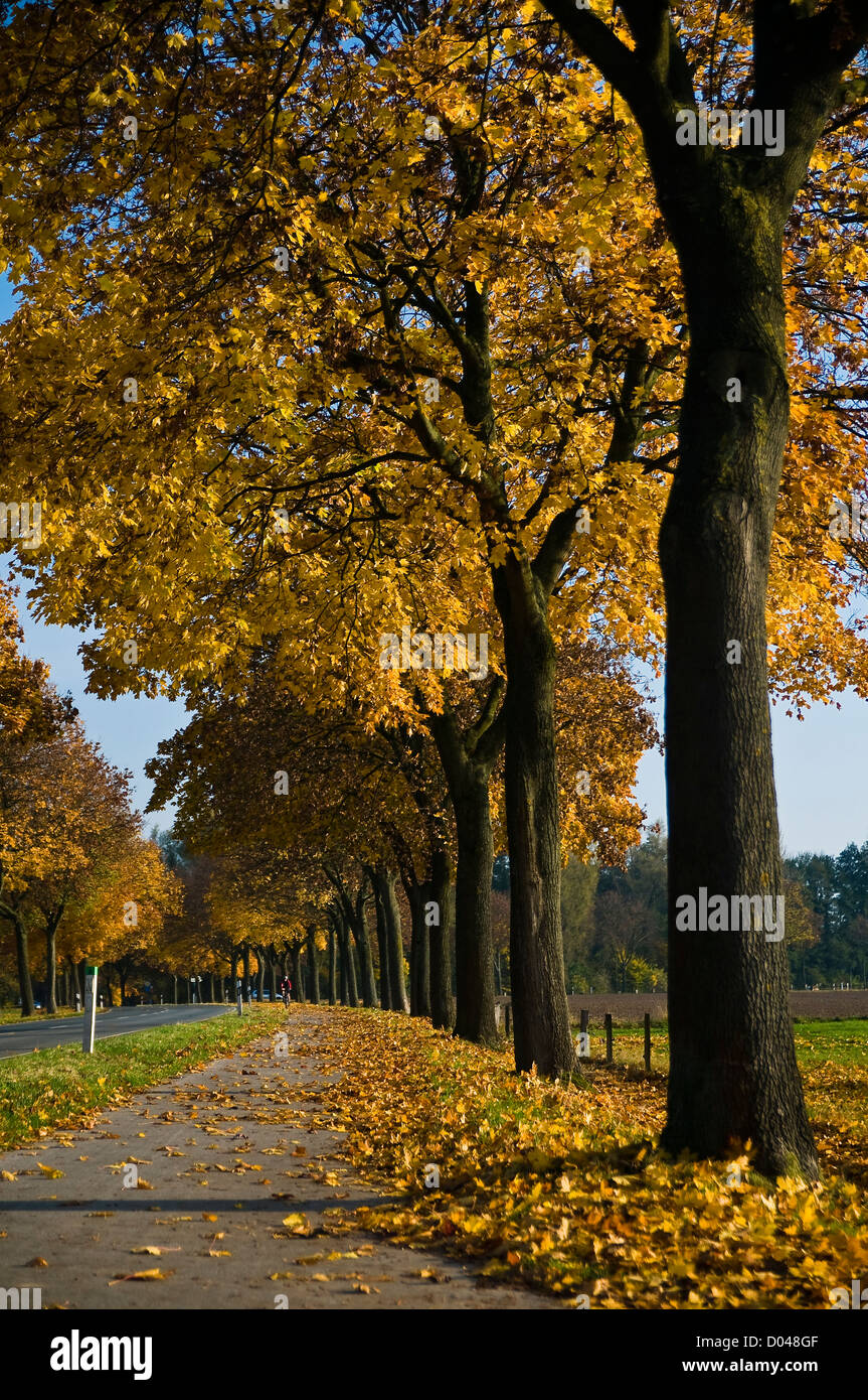 colorful autumn avenue in the sunshine Stock Photo - Alamy