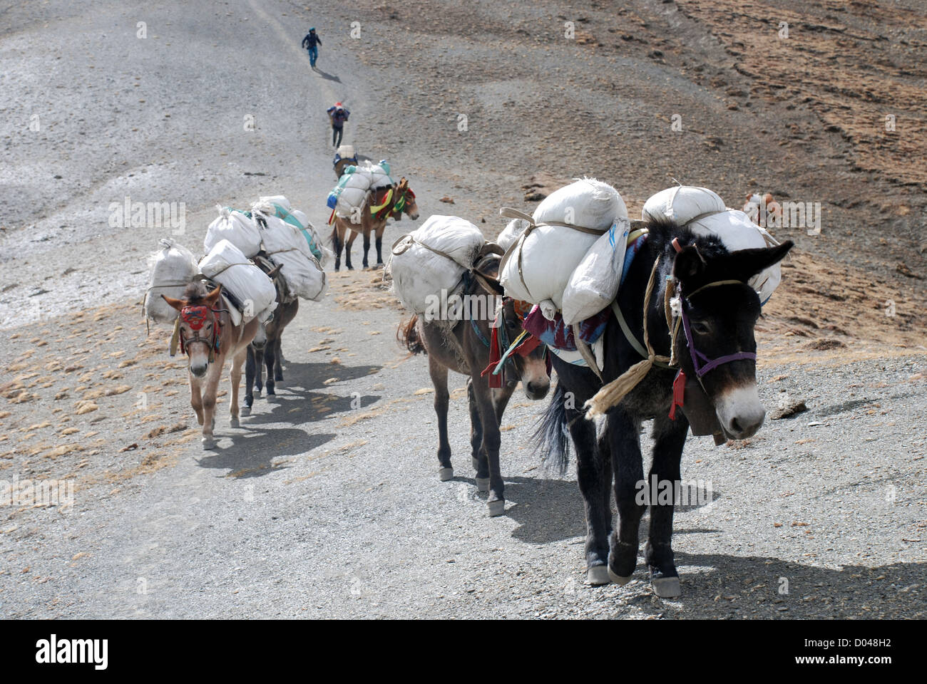 Ponies carrying heavy loads cross the Shey La pass in the Dolpo region ...