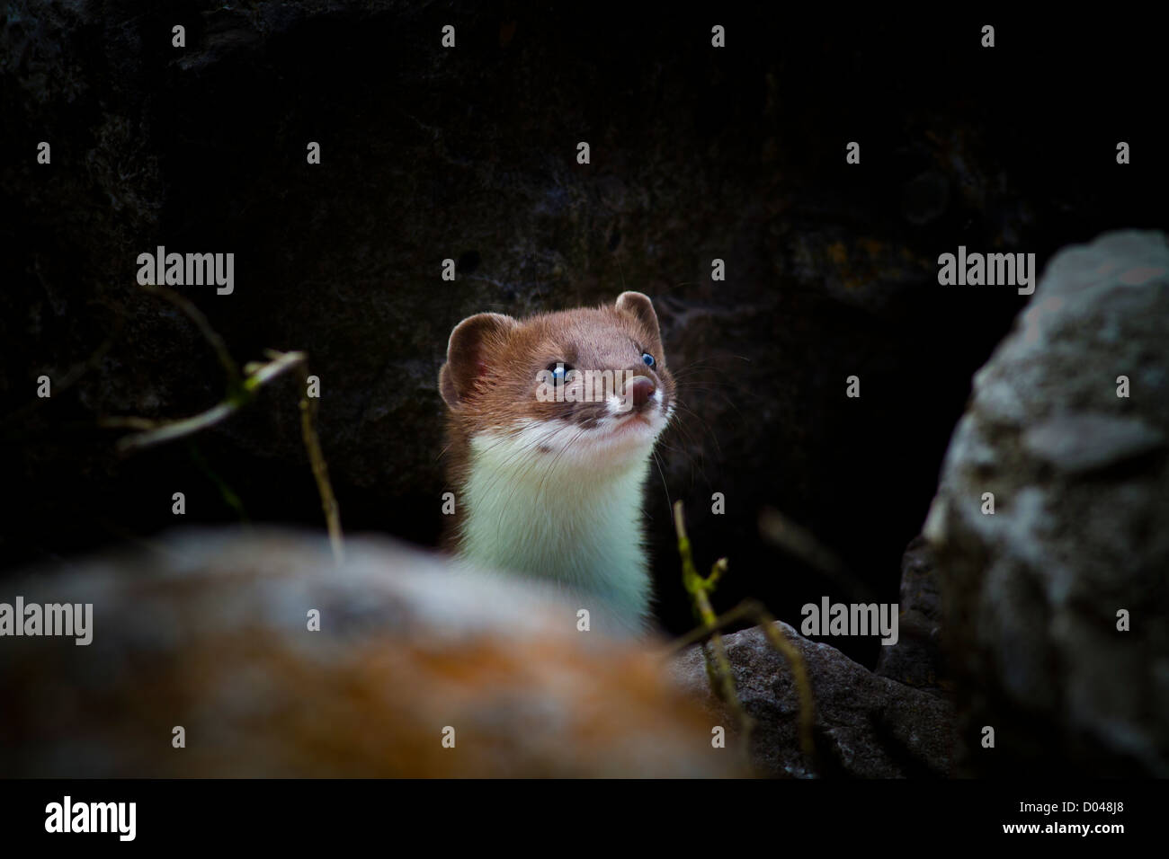 Stoat british hi-res stock photography and images - Alamy