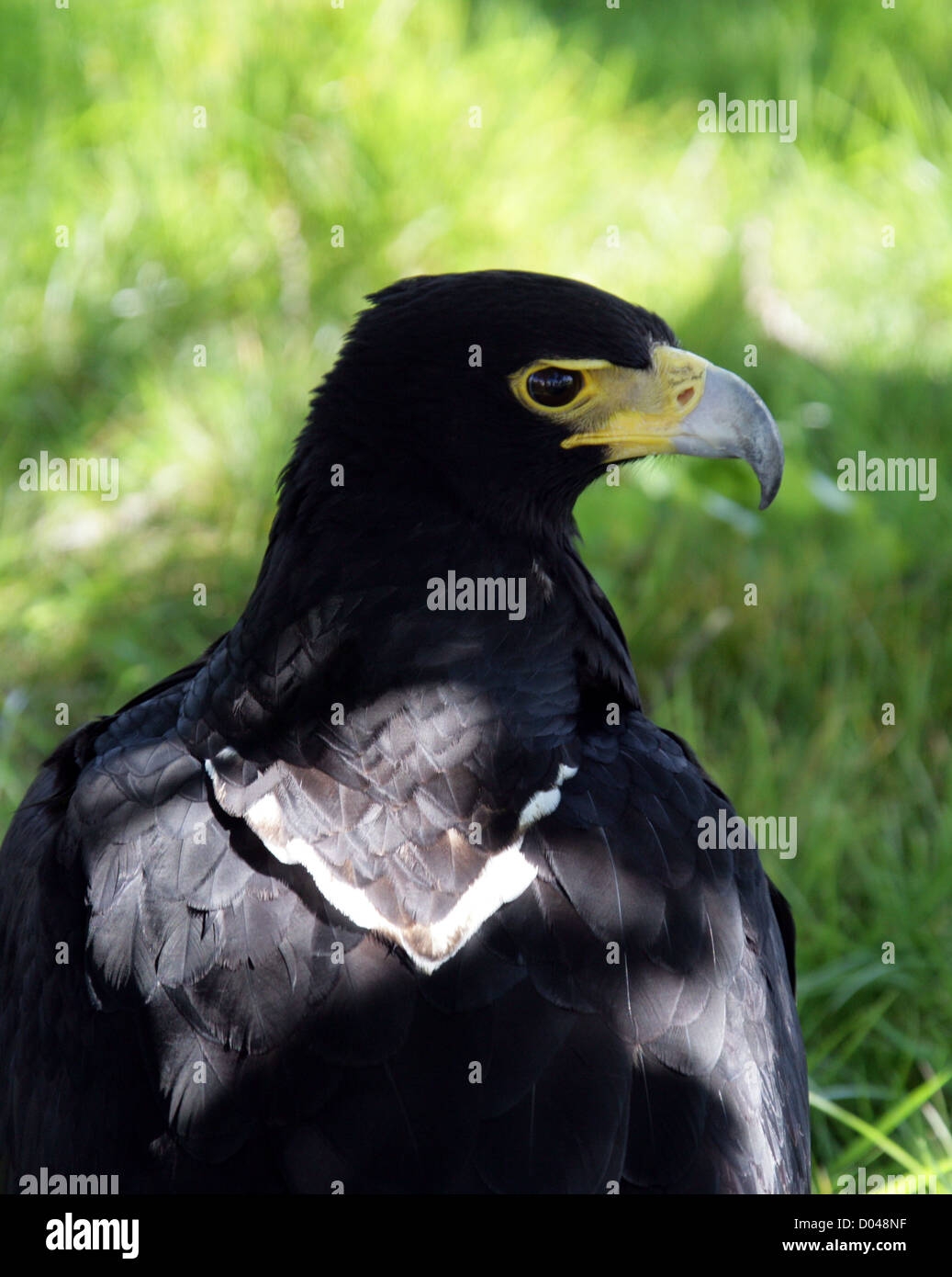 Aquila Eagles High Resolution Stock Photography and Images - Alamy
