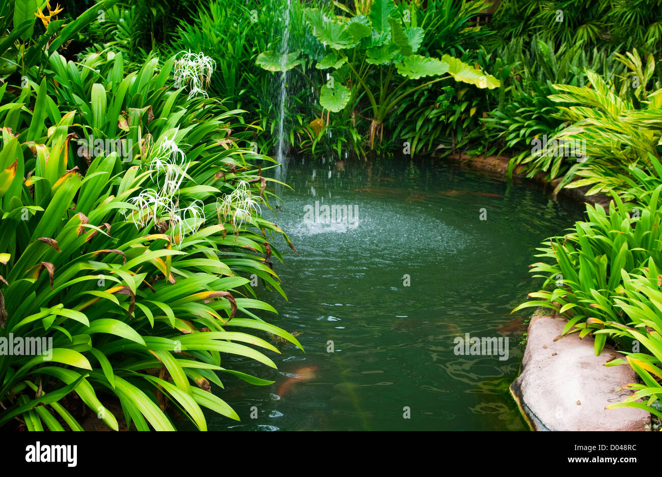 Tropical garden, pond and plants Stock Photo - Alamy