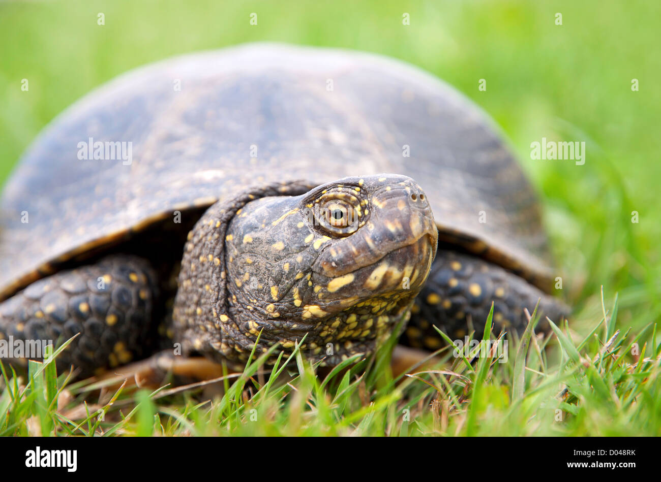 European pond turtle (Emys orbicularis Stock Photo - Alamy