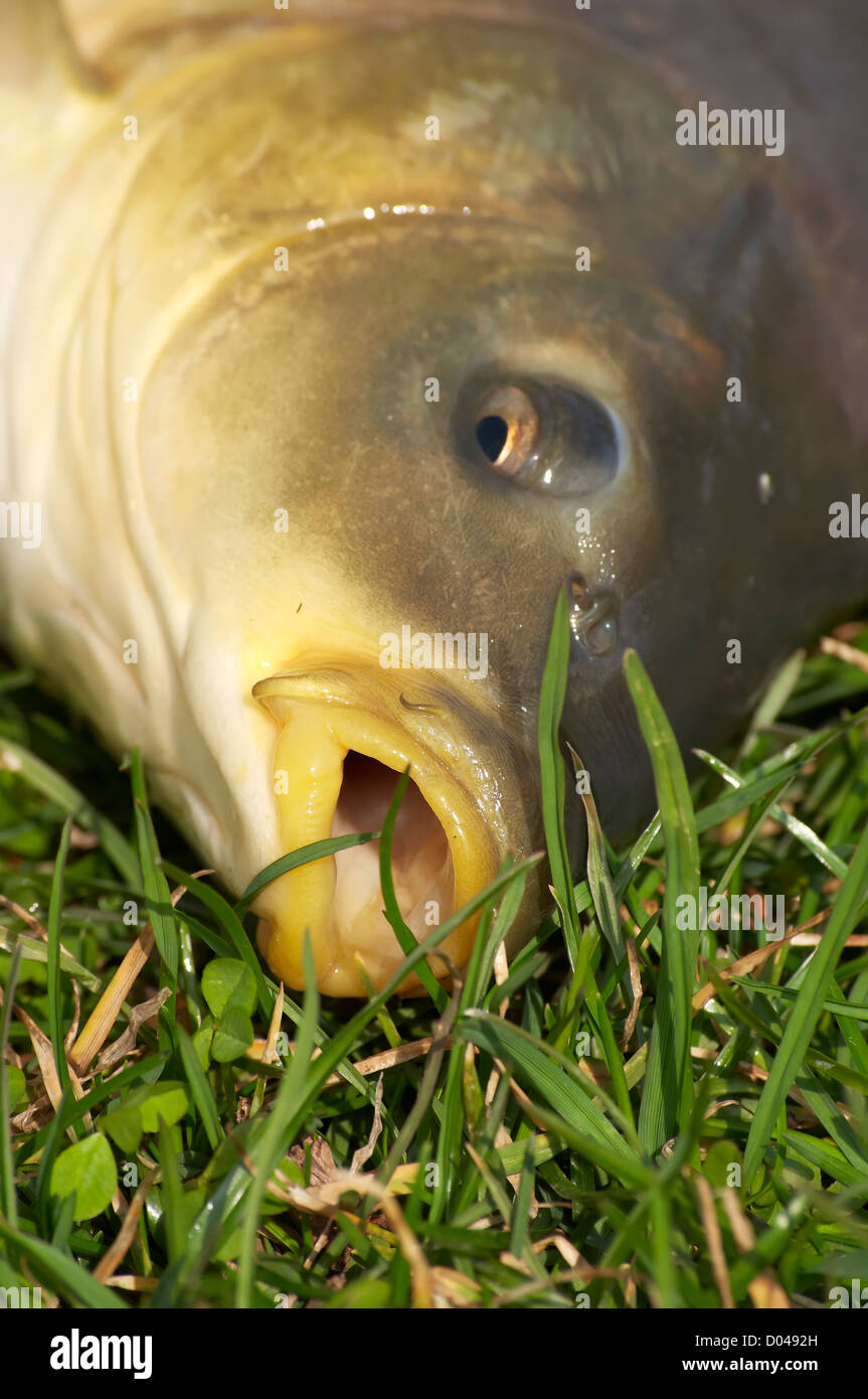Black carp hi-res stock photography and images - Alamy
