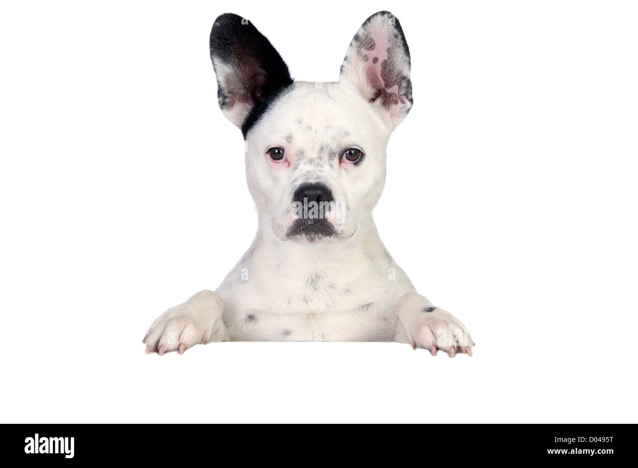 Puppy poster Cut Out Stock Images & Pictures - Alamy