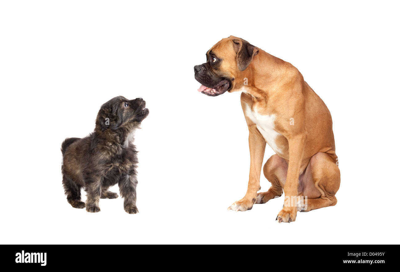 Two dogs of different breeds isolated on a white background Stock Photo ...