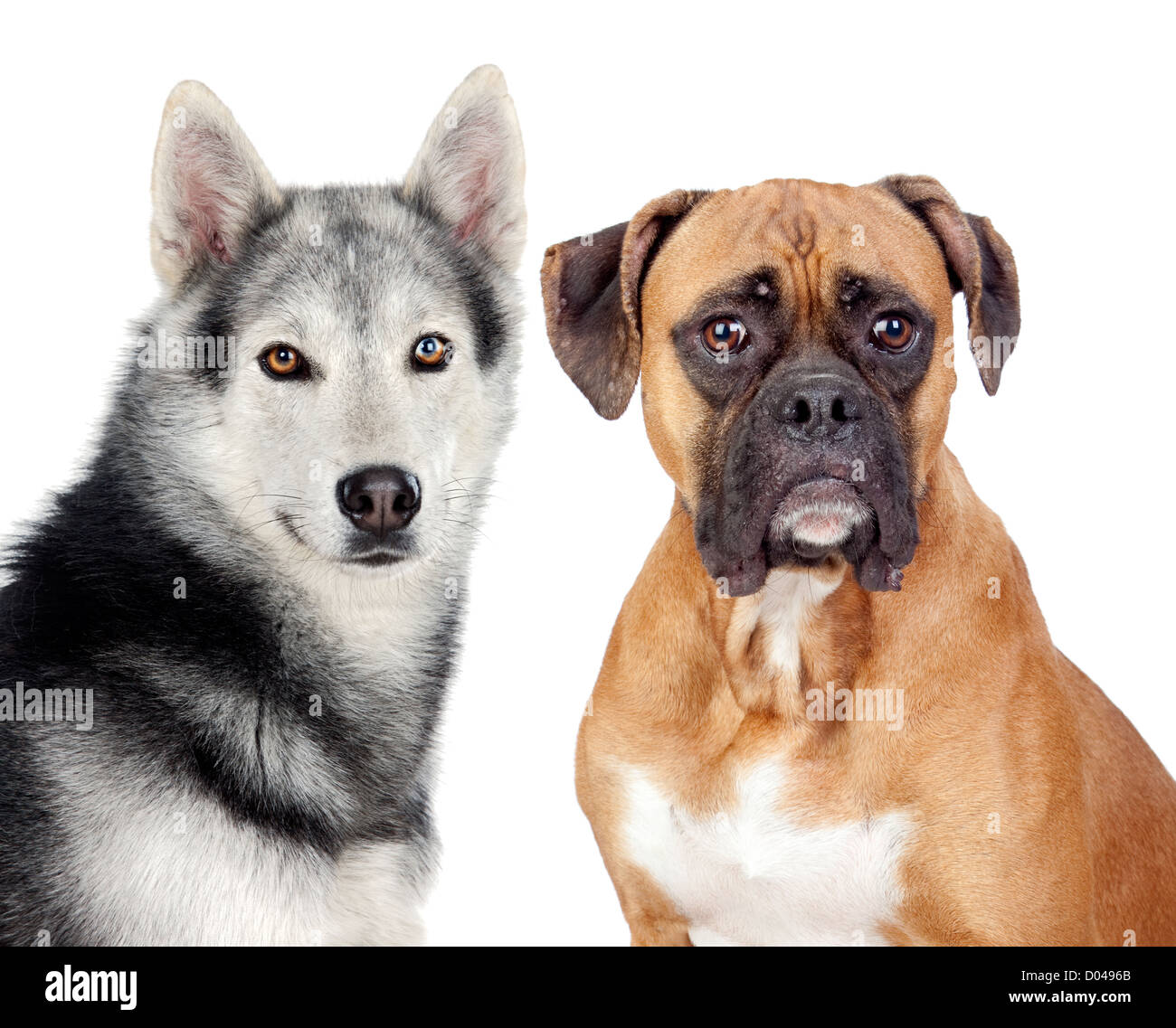 Two dogs of different breeds isolated on a white background Stock Photo ...