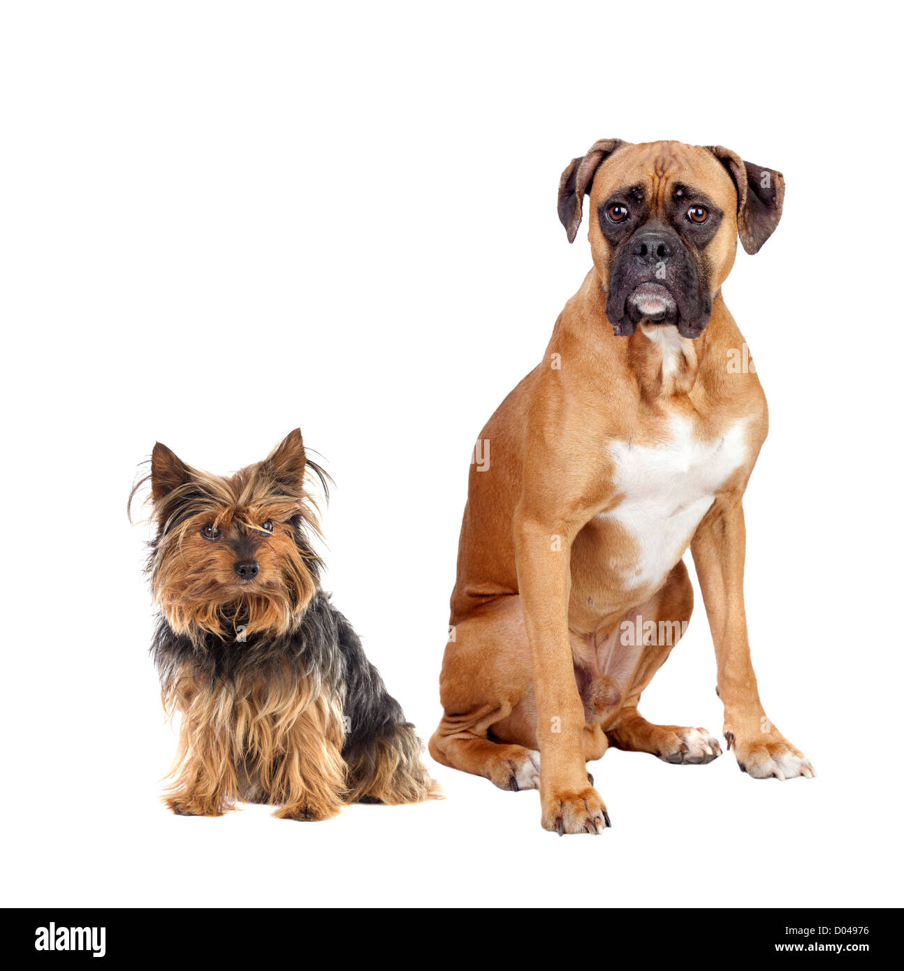 Two dogs breeds different Cut Out Stock Images & Pictures - Alamy