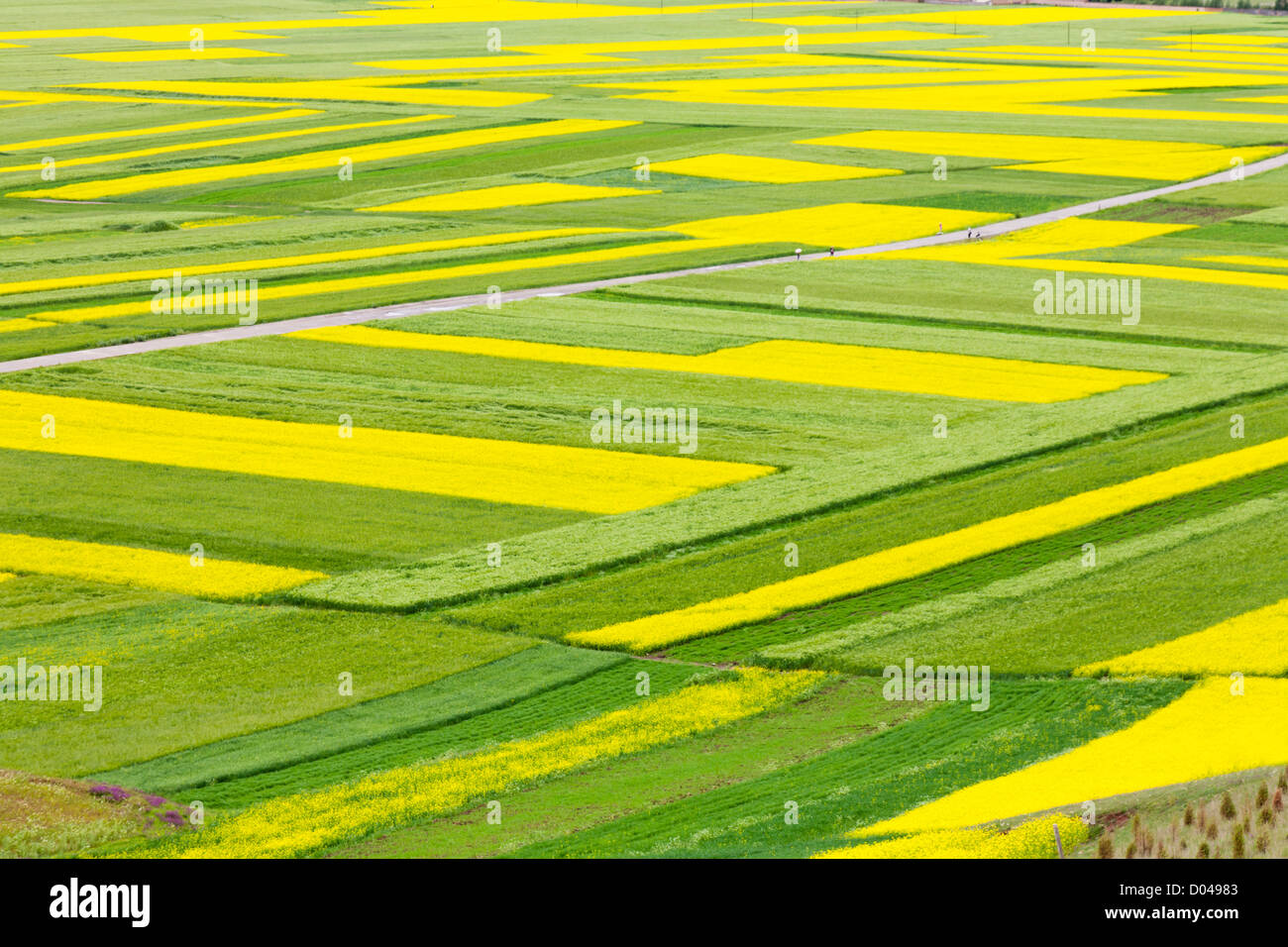 Green and yellow farmland in spring Stock Photo - Alamy