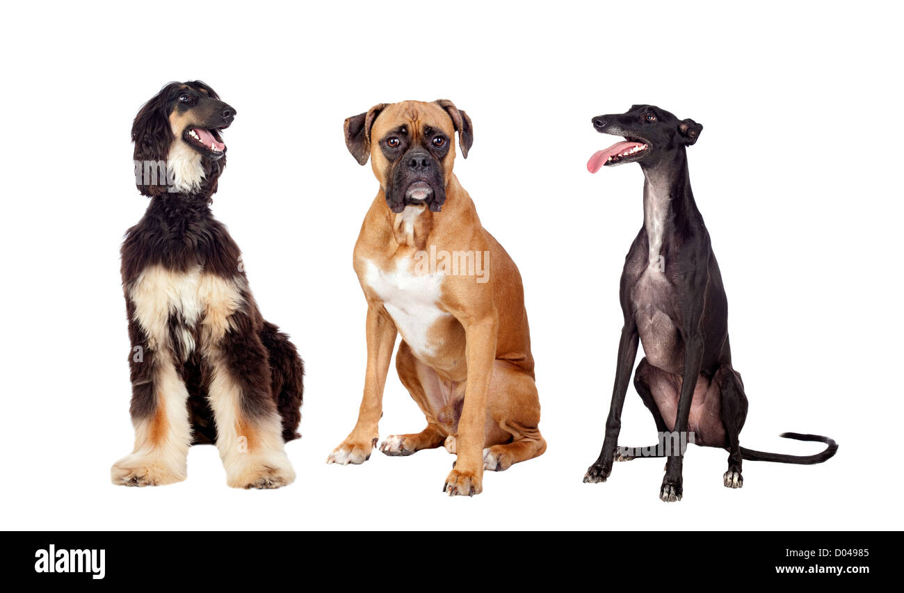 Three beautiful dogs of three different races on a over white ...