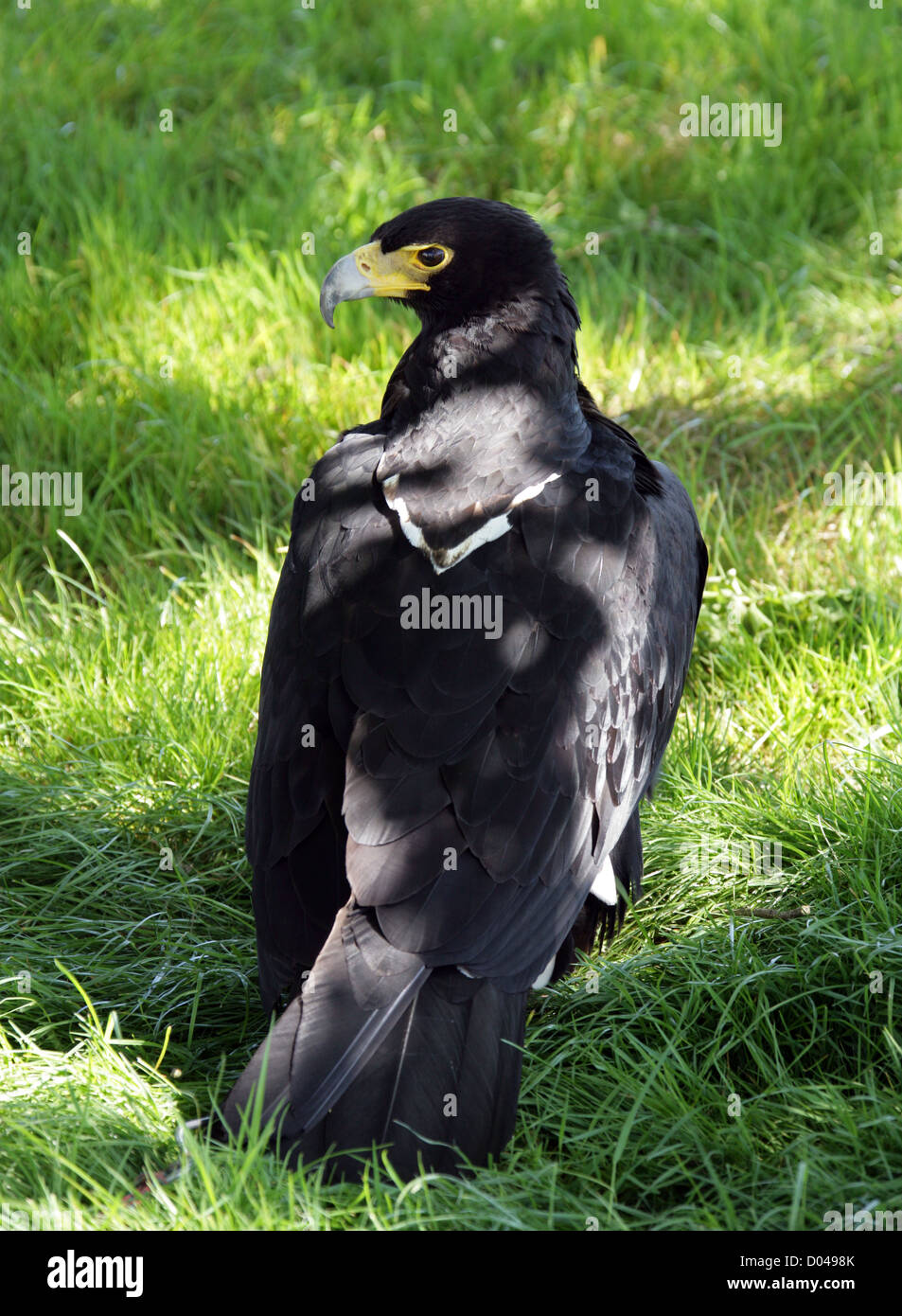 Verreaux Eagle High Resolution Stock Photography and Images - Alamy