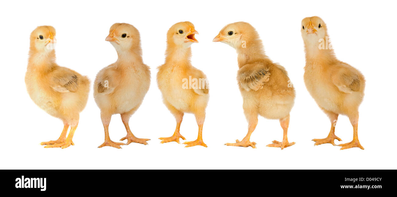 Adorable chicks a over white background Stock Photo - Alamy