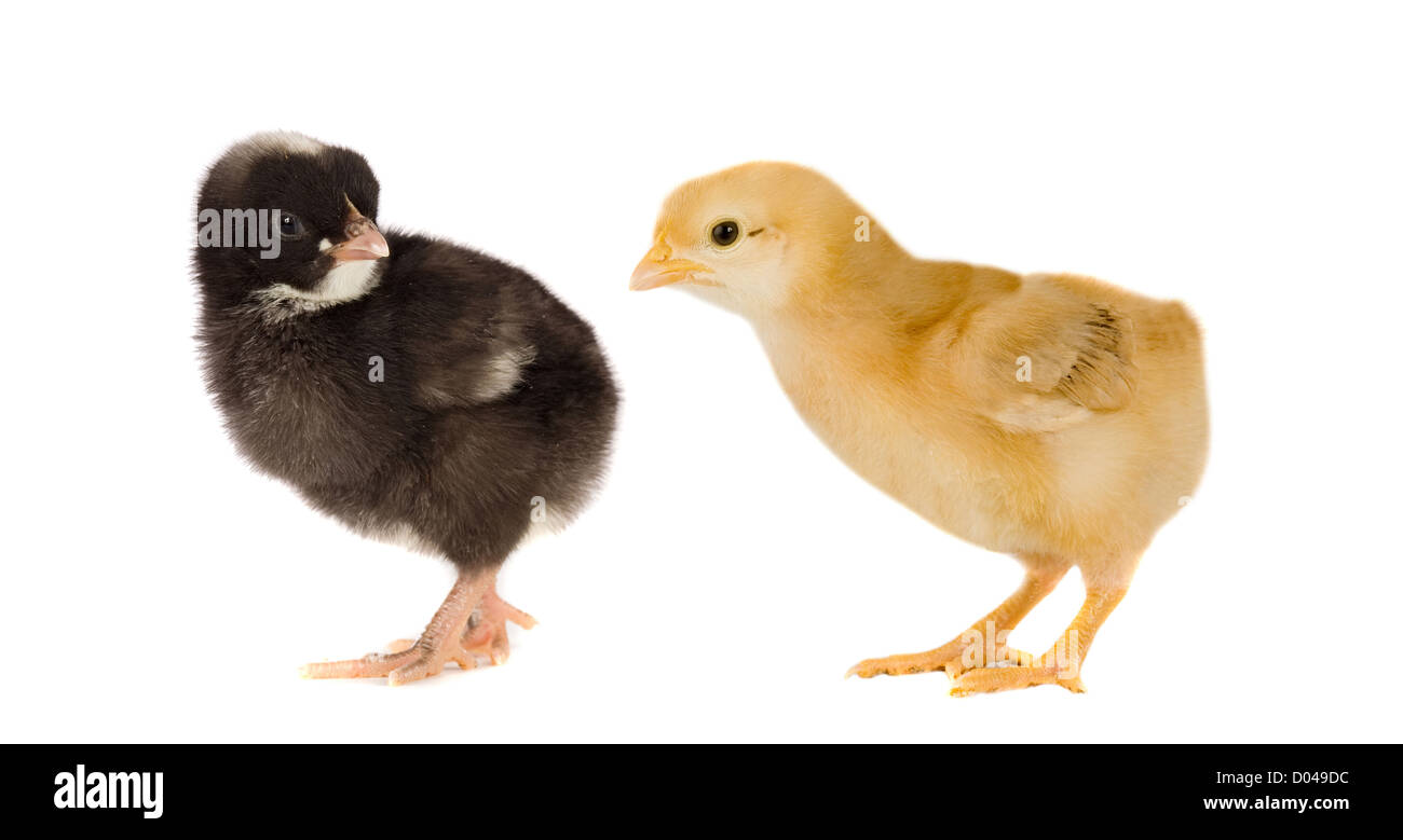 Two little chickens of different colors on a over white background ...