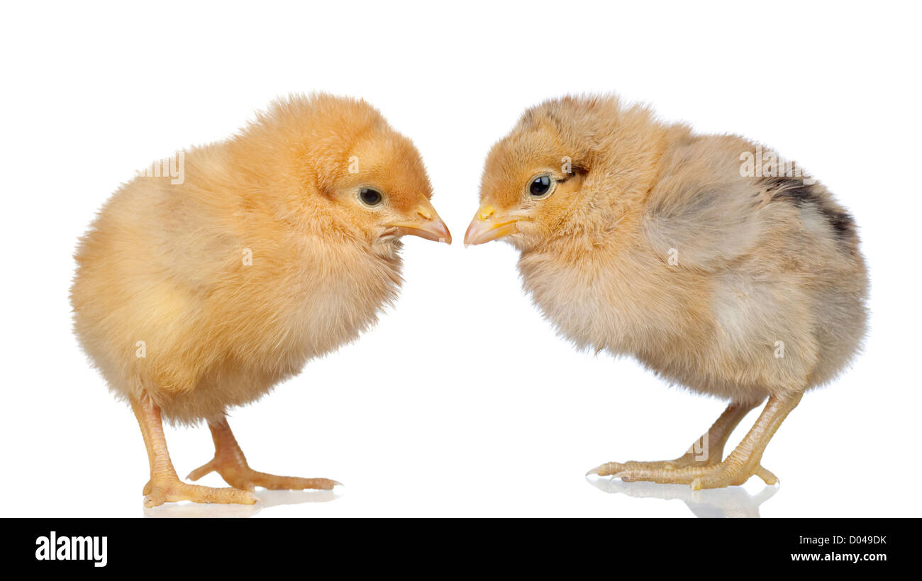 Two little yellow chicken isolated on white background Stock Photo - Alamy