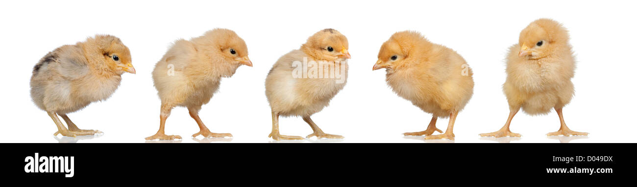 Group of yellow chickens isolated on white background Stock Photo - Alamy