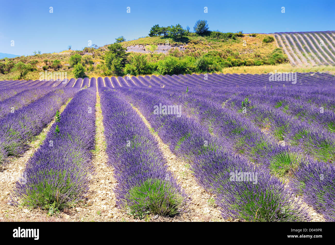 mage shows a lavender field in the region of Provence, southern France ...