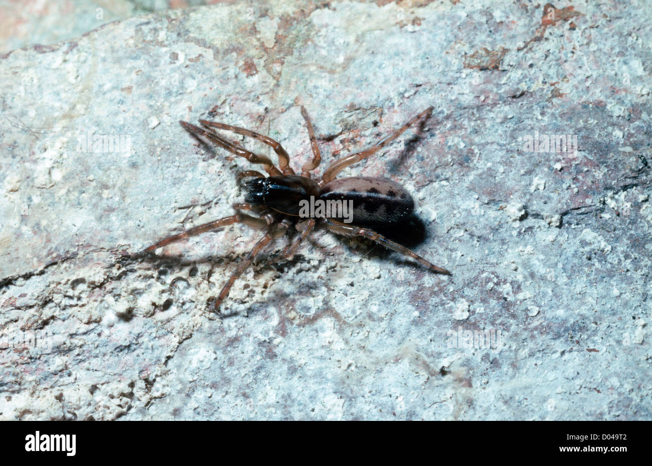 Snake-back spider, Snake's back spider, Leopard spider female ...