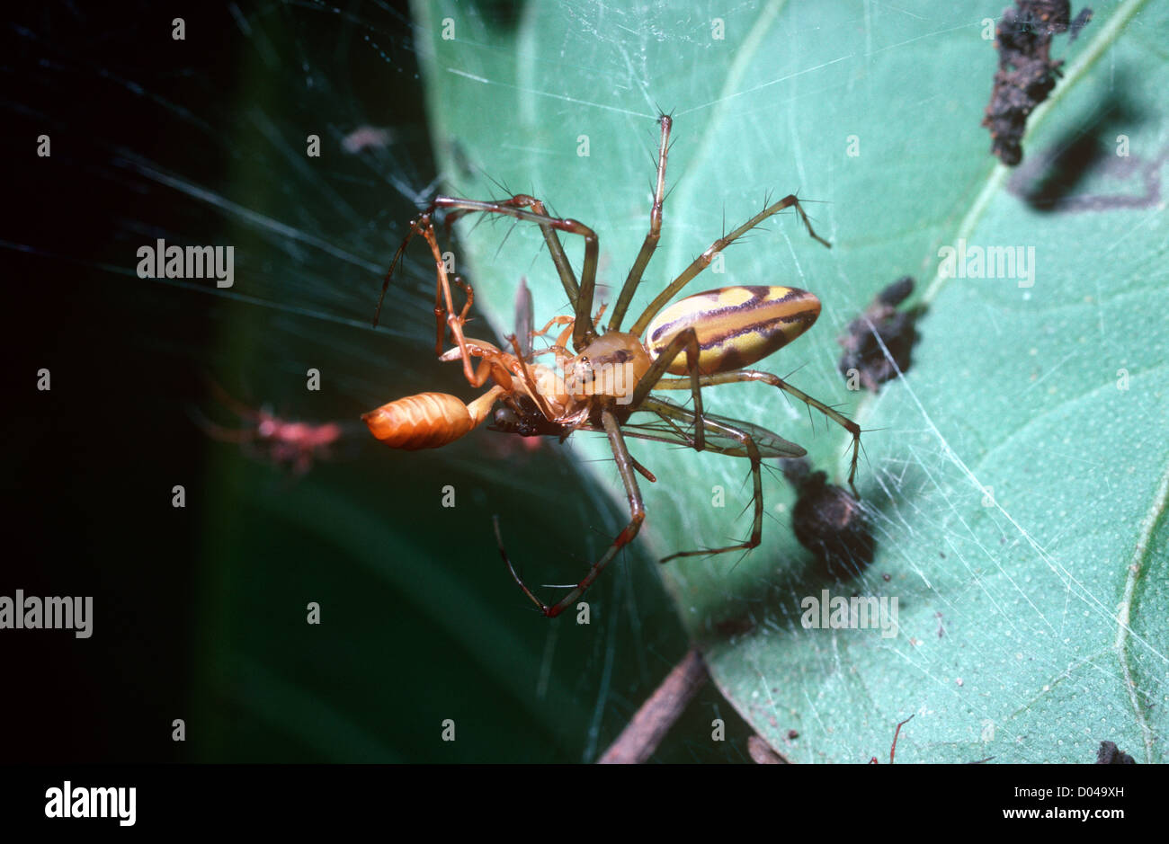 Lynx spider female Tapinillus feeding on paper wasp. Milichiid jackal ...