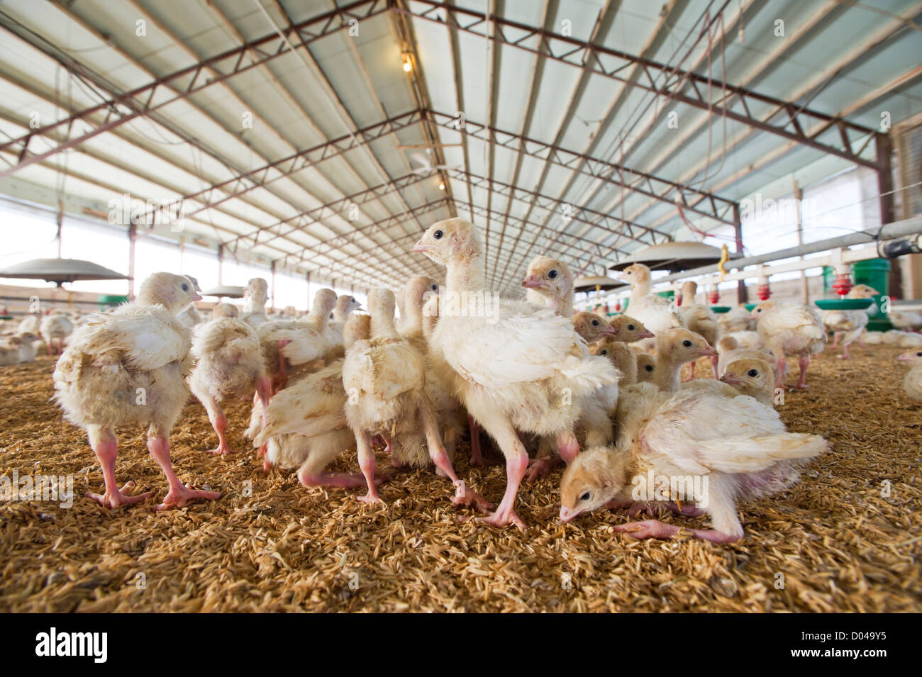 Baby turkeys in a house in Scranton, Arkansas Stock Photo - Alamy