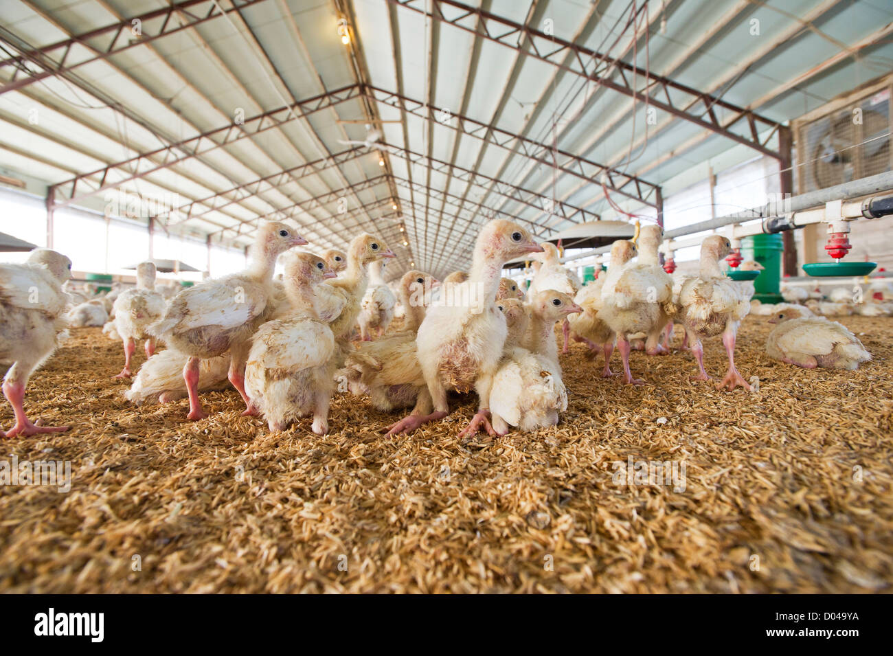 Baby turkeys in a house in Scranton, Arkansas Stock Photo - Alamy