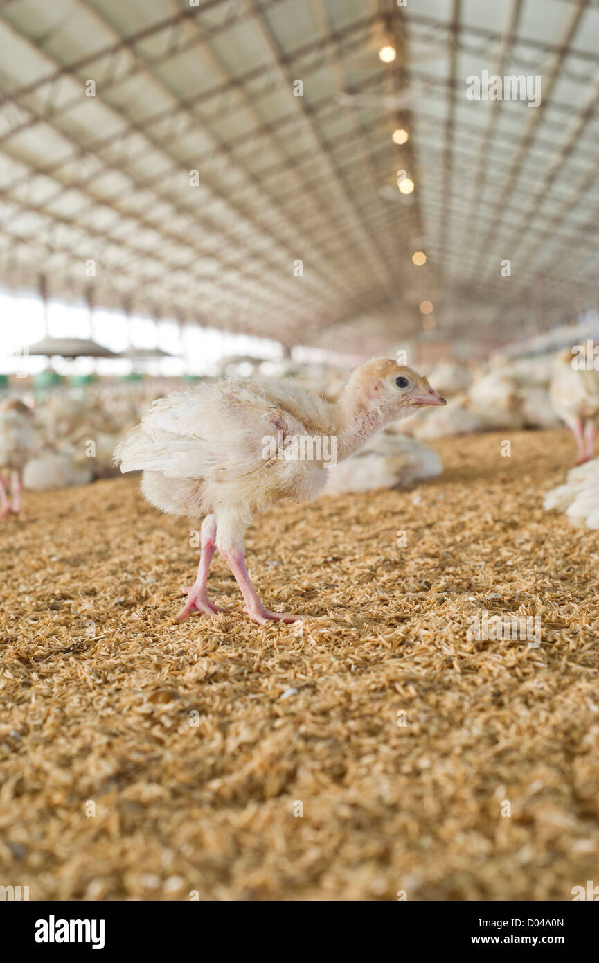 Baby turkeys in a house in Scranton, Arkansas Stock Photo - Alamy