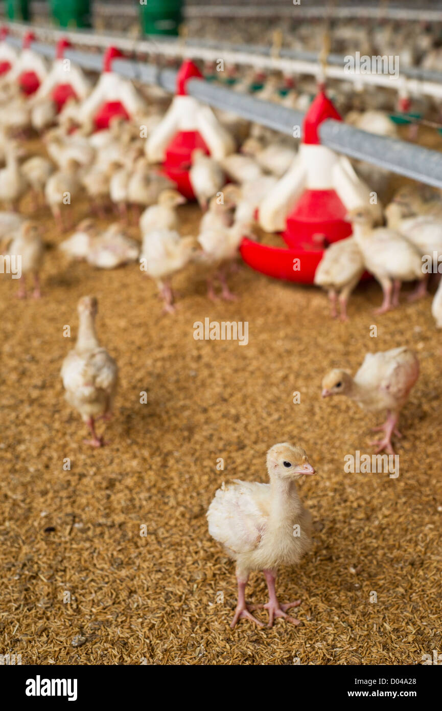 Baby turkeys in a house in Scranton, Arkansas Stock Photo - Alamy