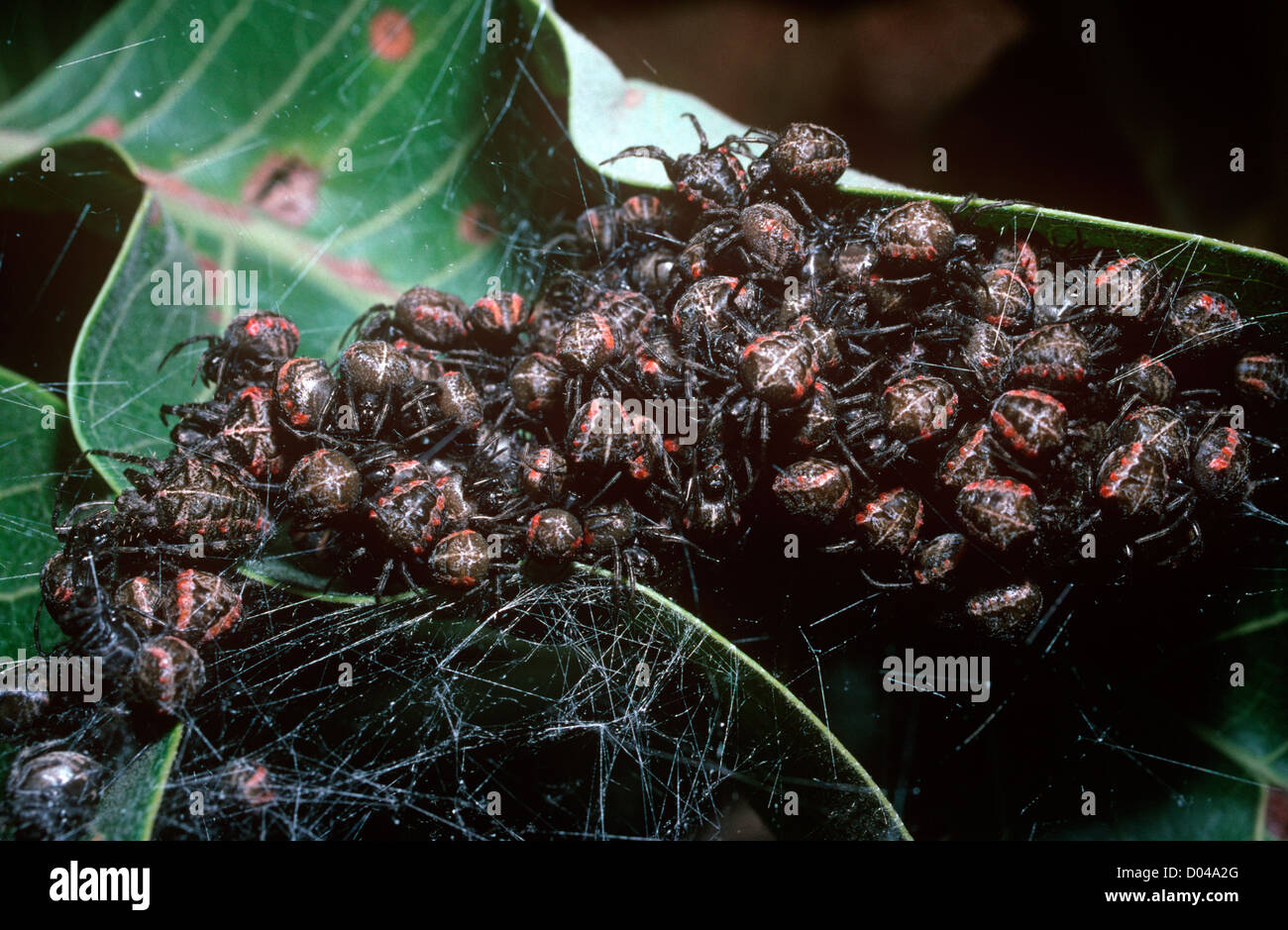 Niandute social spiders (Parawixia bistriata: Araneidae) juveniles ...