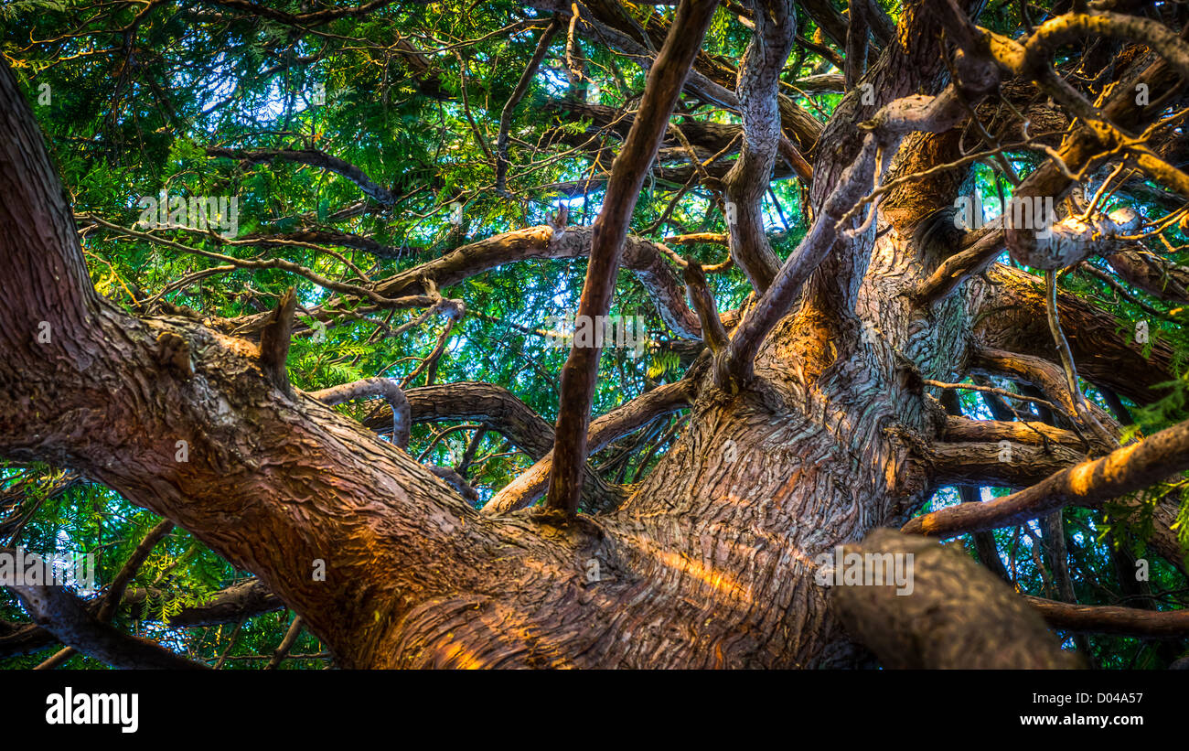 inside the branches of a tree looking up Stock Photo - Alamy