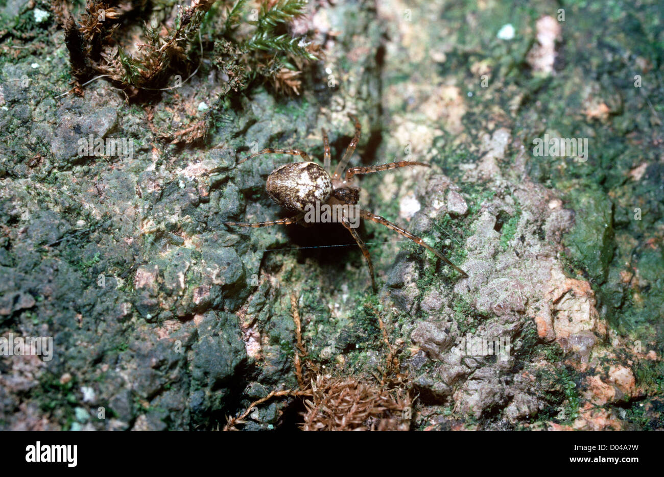 Cave spider Orb weaver (Meta merianae: Tetragnathidae) in woodland, UK ...