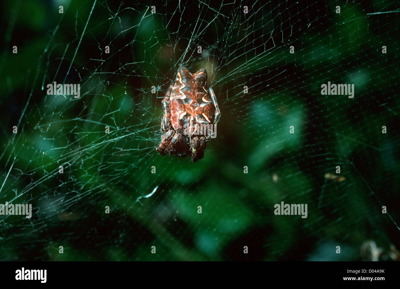 Tropical Tent-Web Spider (Cyrtophora citricola: Araneidae) in her web ...