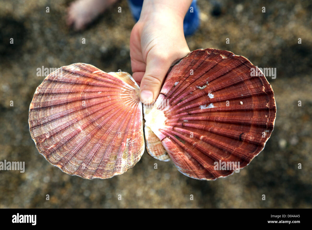 Flotsam beachcombing hi-res stock photography and images - Alamy