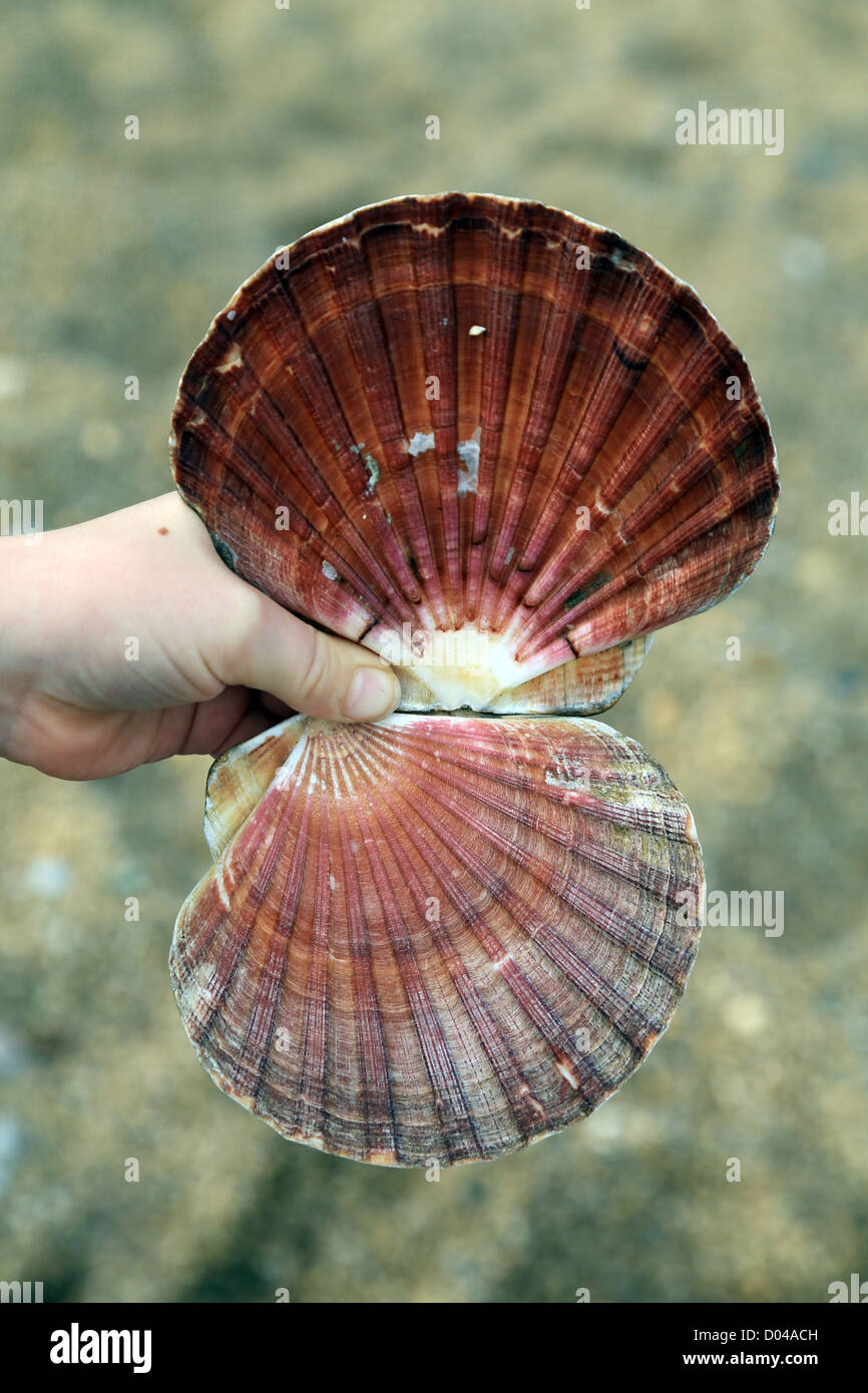 Child holding Scallop Shells Stock Photo - Alamy