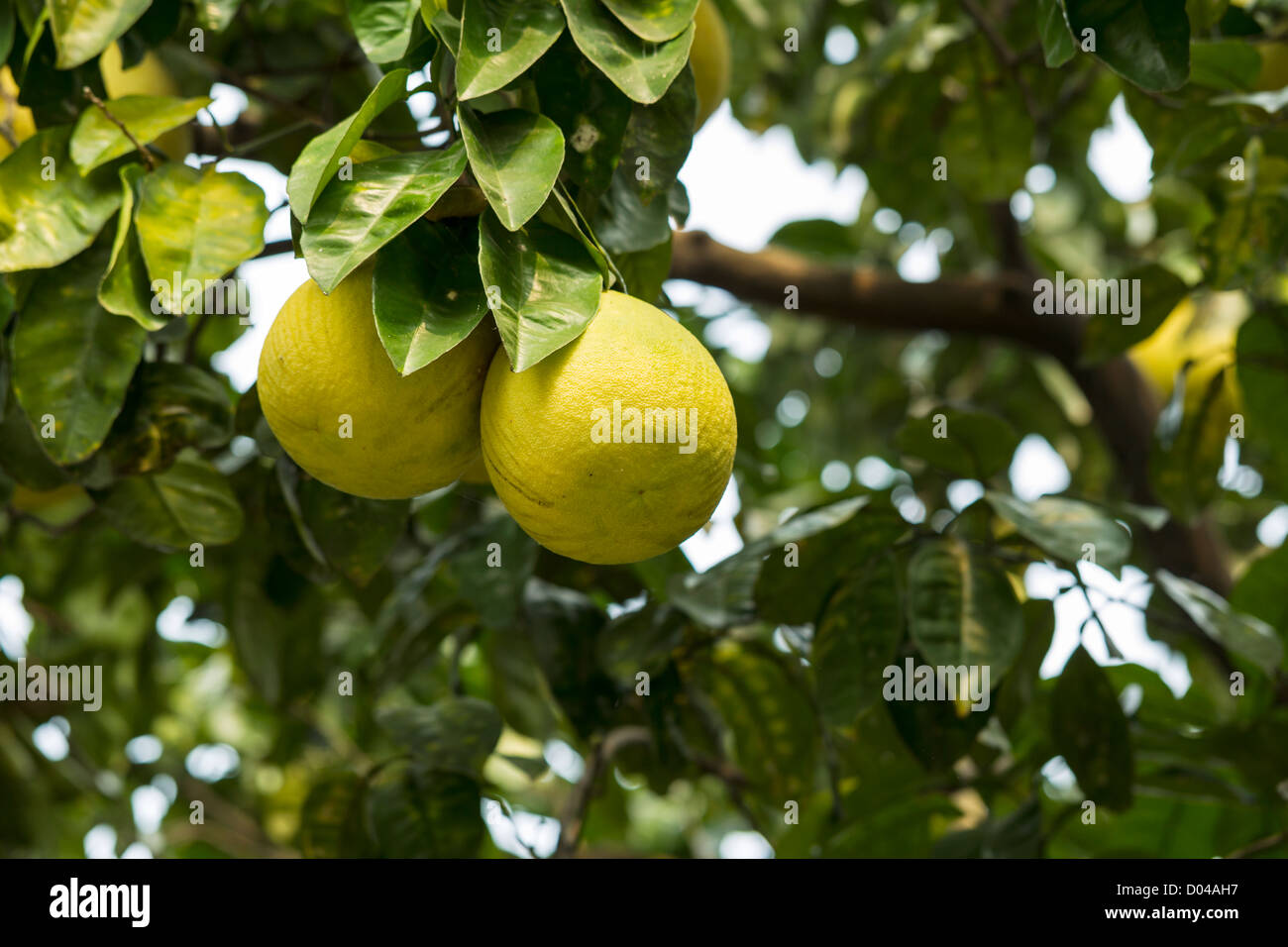 Ripe Pomelo Grapefruit hanging in tree in Hangzhou China Stock Photo ...