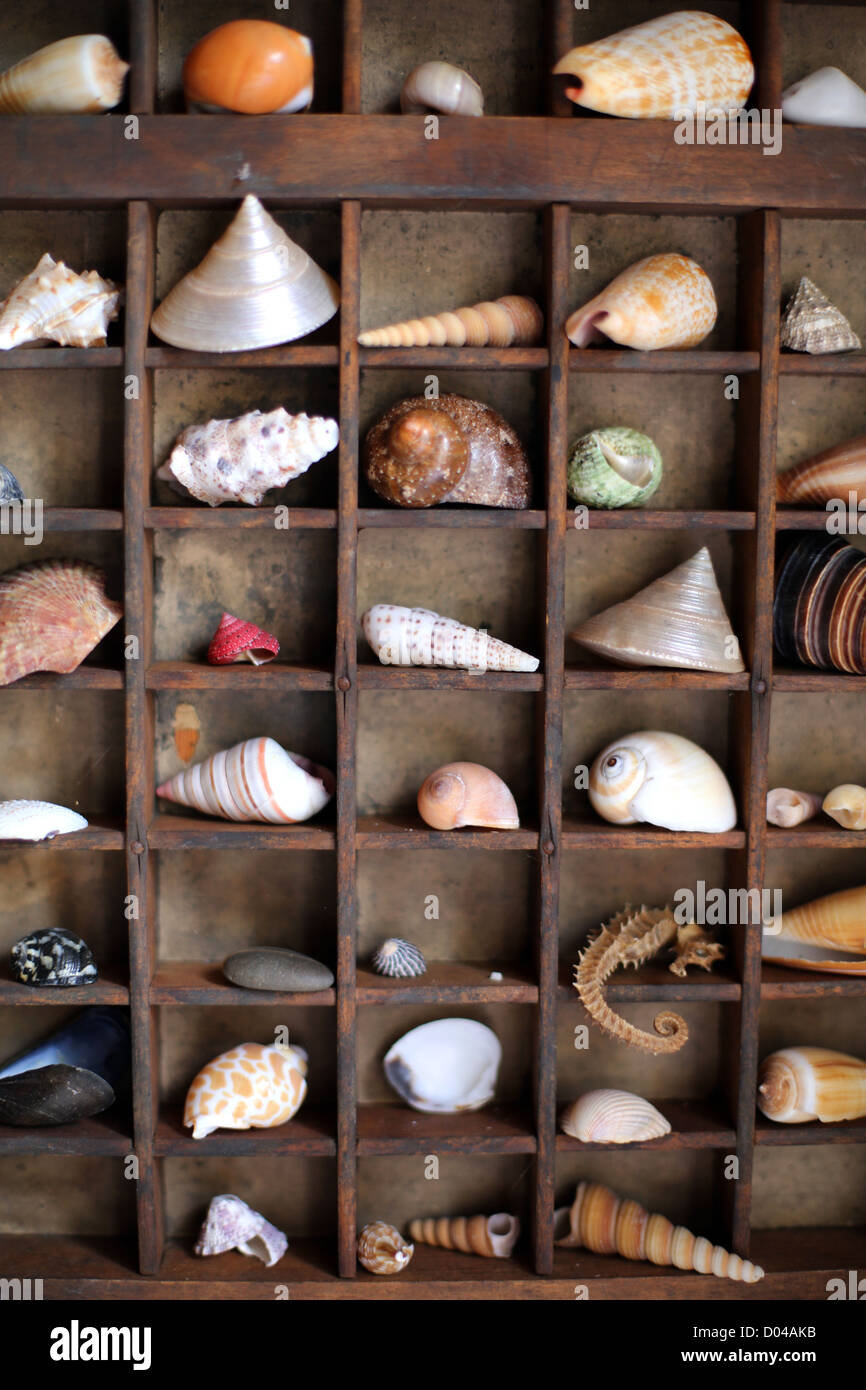 Shell collections hi-res stock photography and images - Alamy