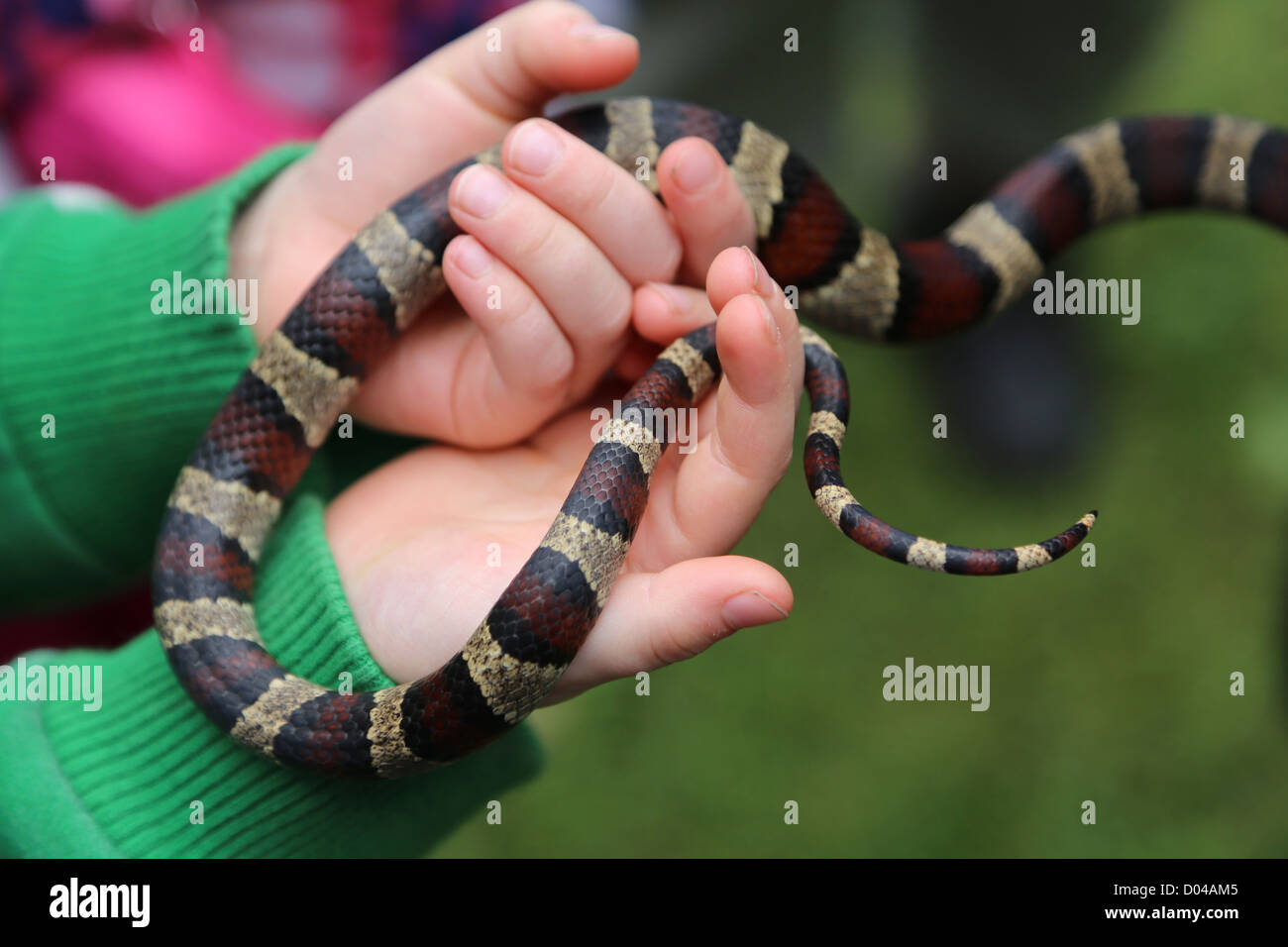 Child holding snake hi-res stock photography and images - Alamy