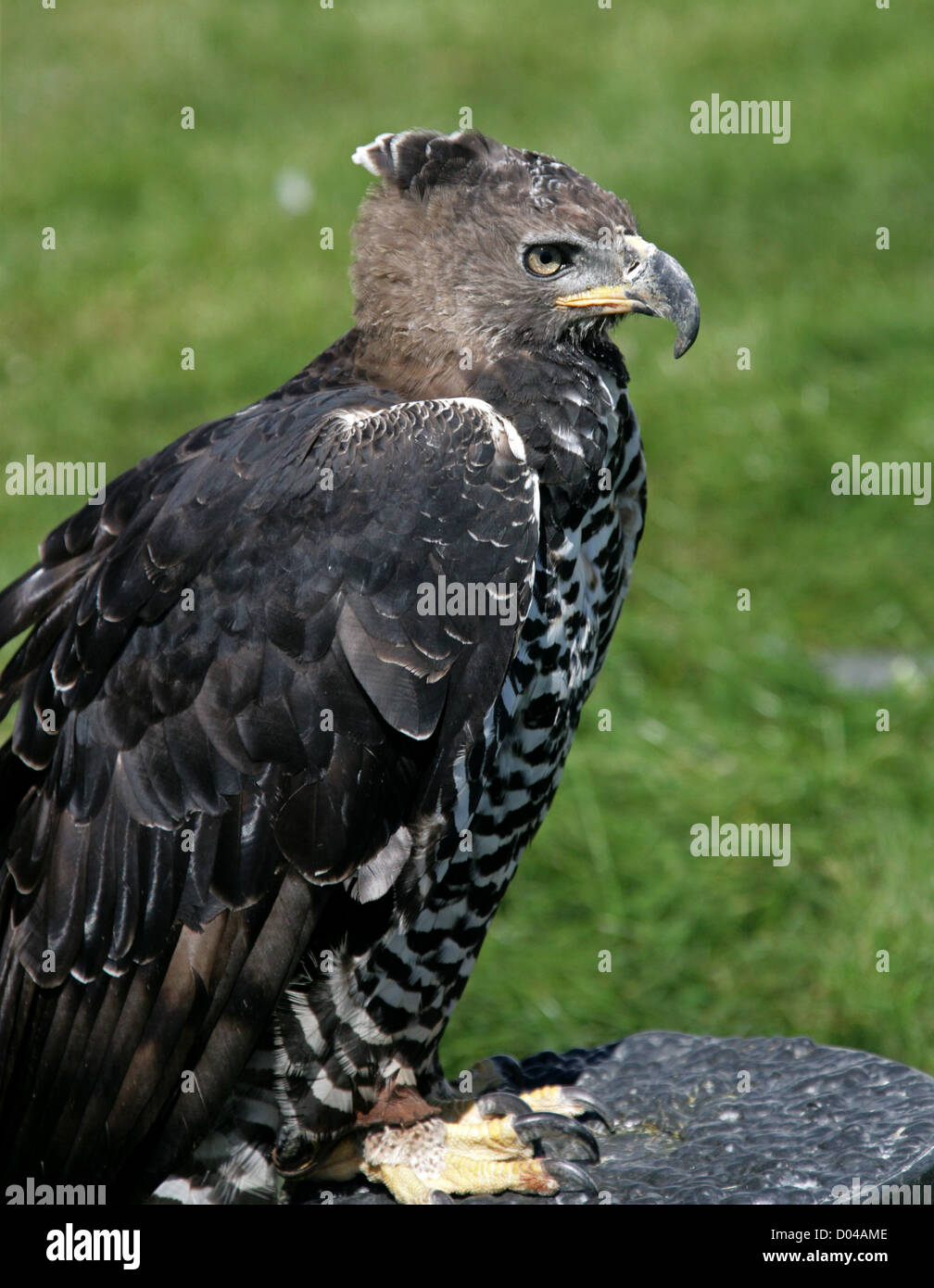 Crowned Eagle, African Crowned Eagle or Crowned Hawk-eagle ...