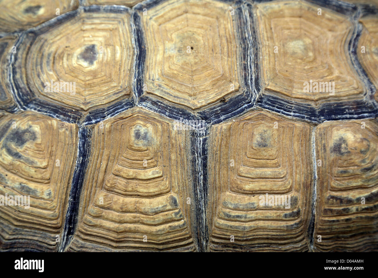 Giant tortoise shell hi-res stock photography and images - Alamy