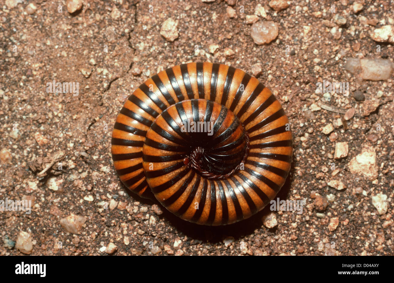 Millipede coil hi-res stock photography and images - Alamy