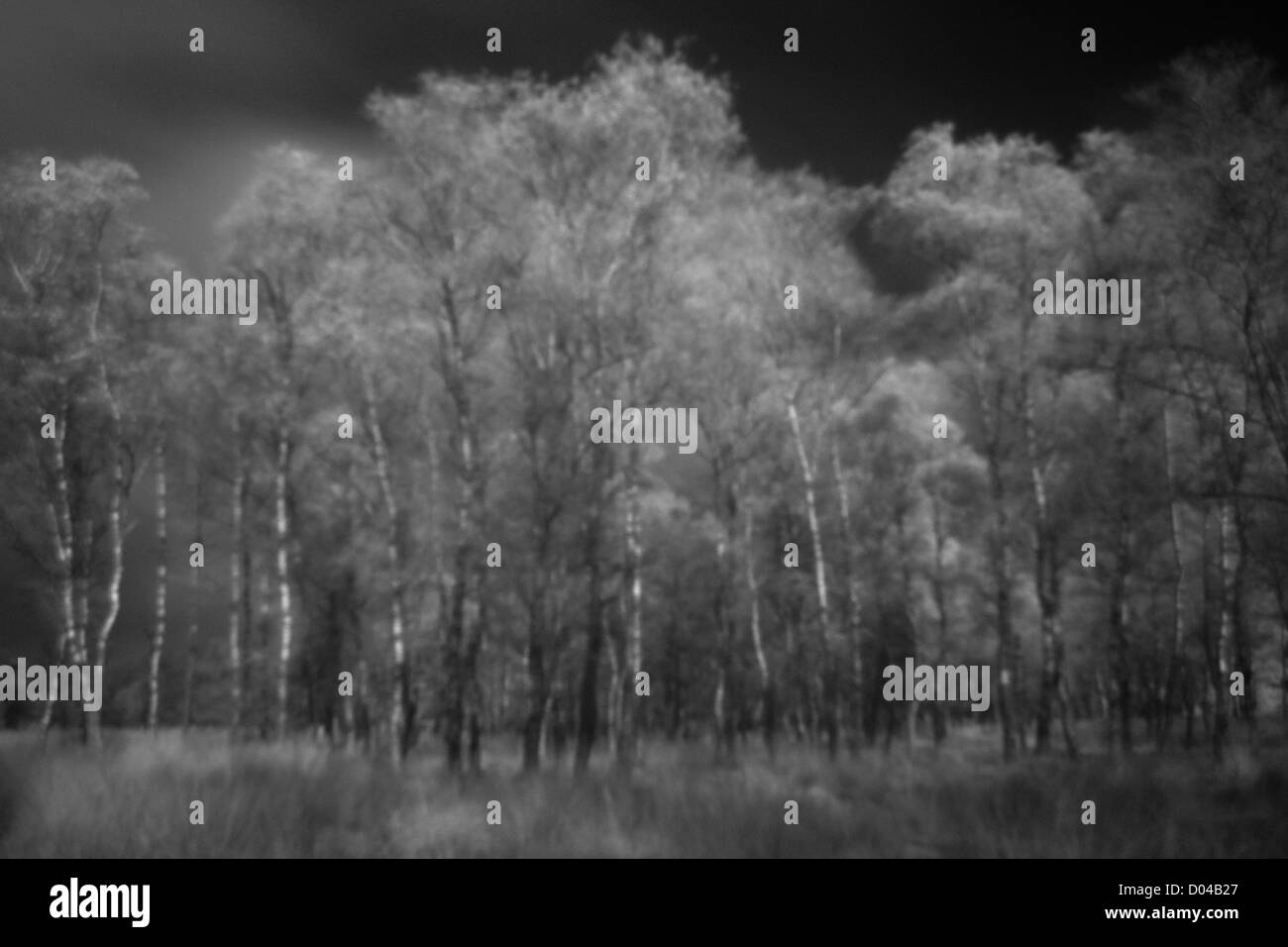 Birch trees in nature reserve National Park de Hoge Veluwe, Netherlands ...