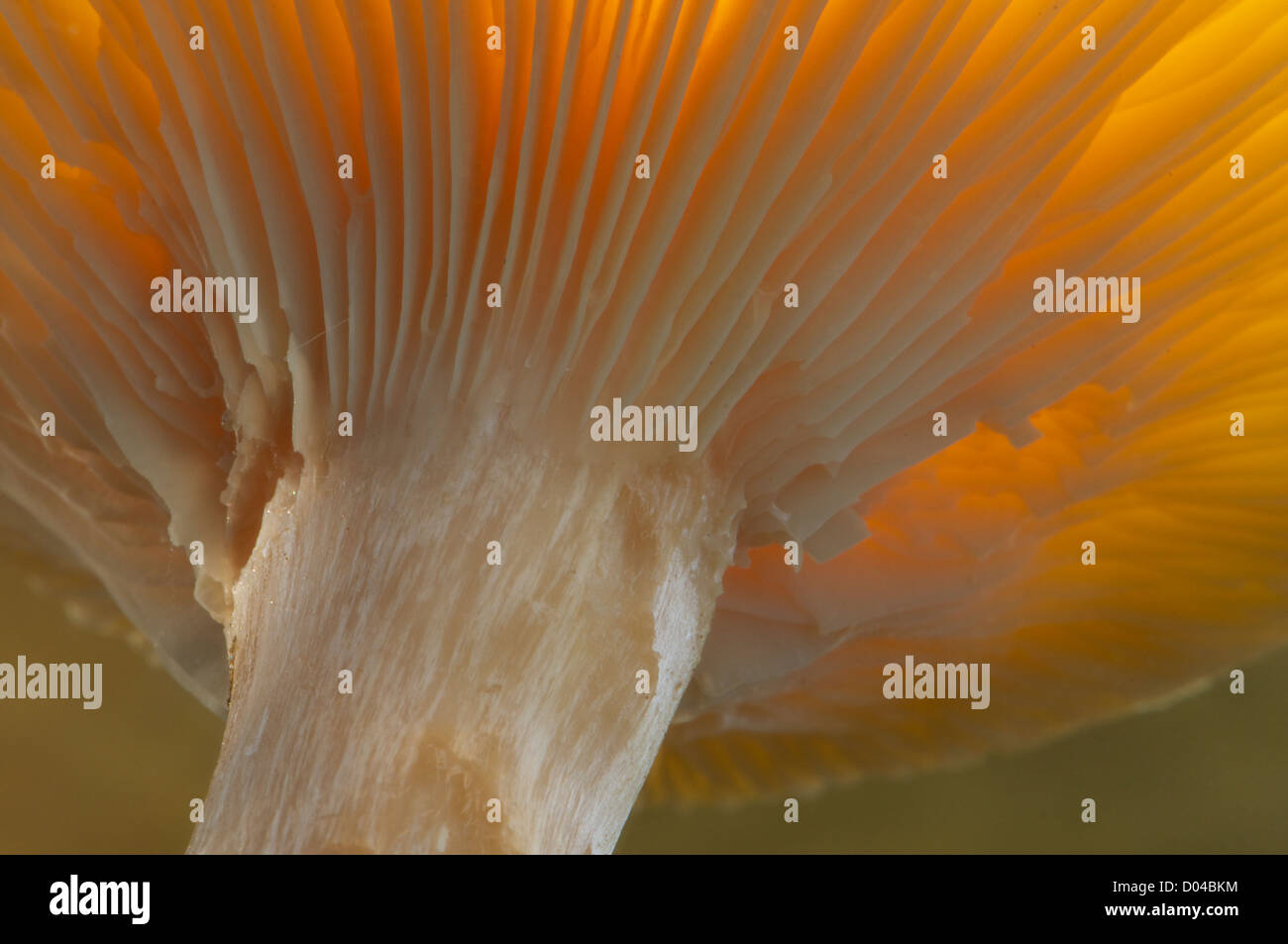 British woodland fungi hi-res stock photography and images - Alamy