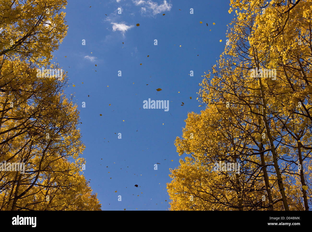 Windy tree canopy High Resolution Stock Photography and Images - Alamy